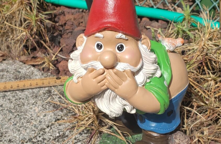 Gnome in Shock - The Gnome Shop