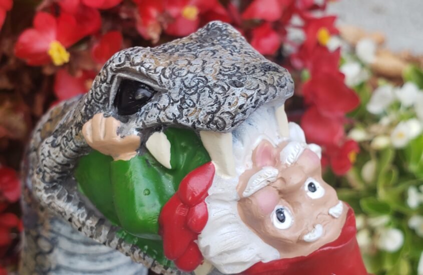 Garden Gnomes Captured by King Cobra - The Gnome Shop
